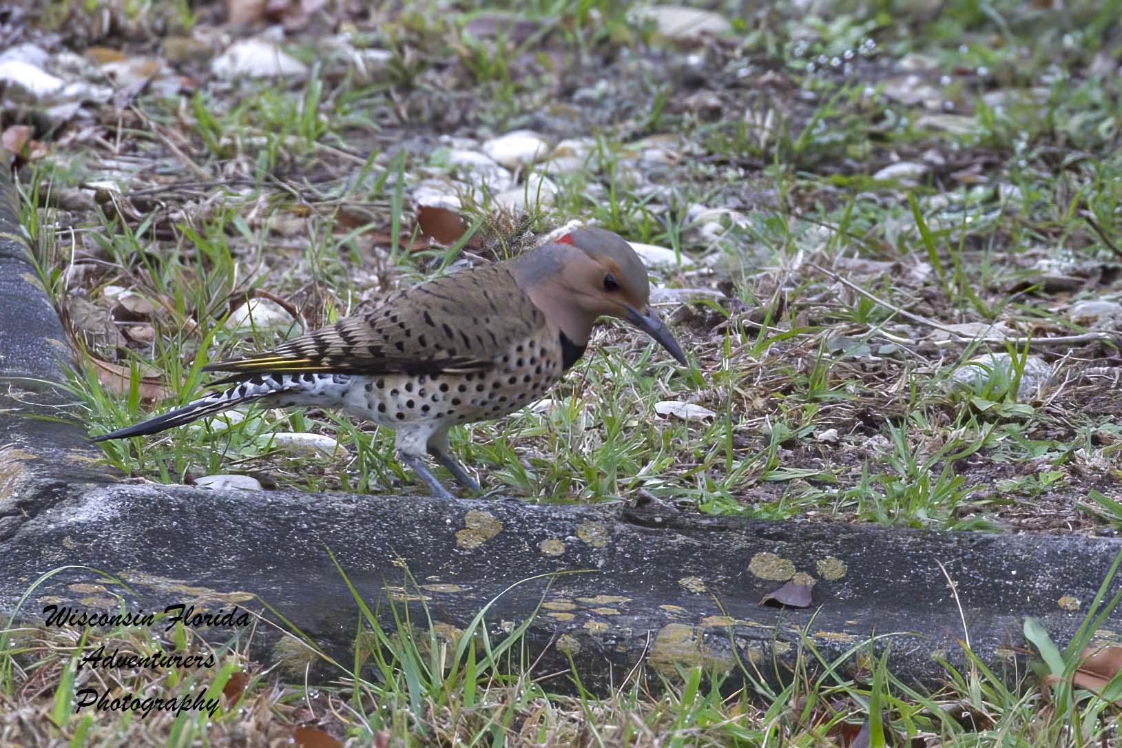 Northern Flicker | Wisconsin Florida Adventurers